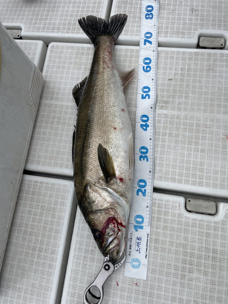 August-October,2022 - Tokyo Japan Fishing Guide August-October,2022 - Tokyo Japan Fishing Guide